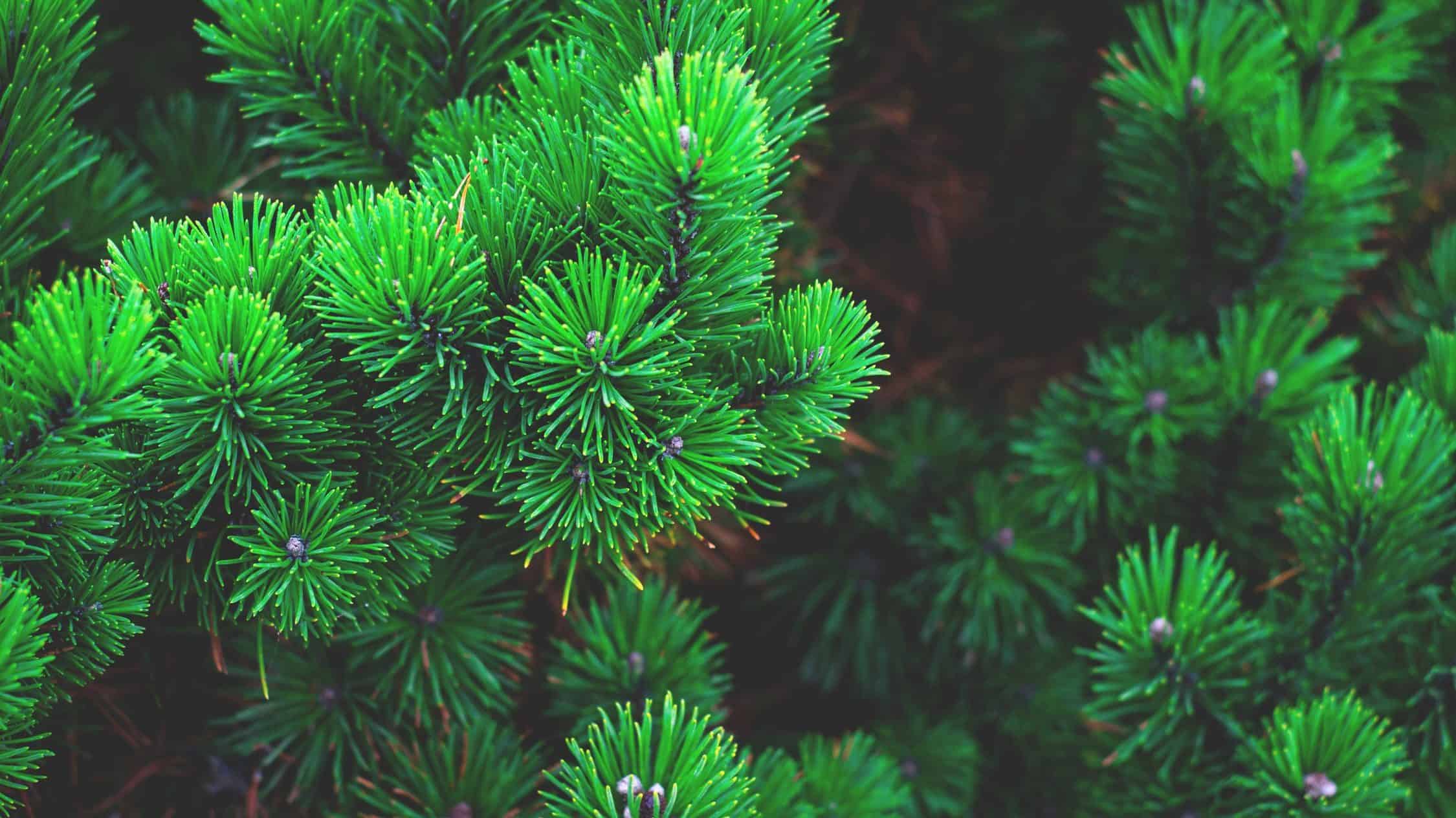 What are Evergreen Episodes? (And Why Do You Need Them?) | Castos